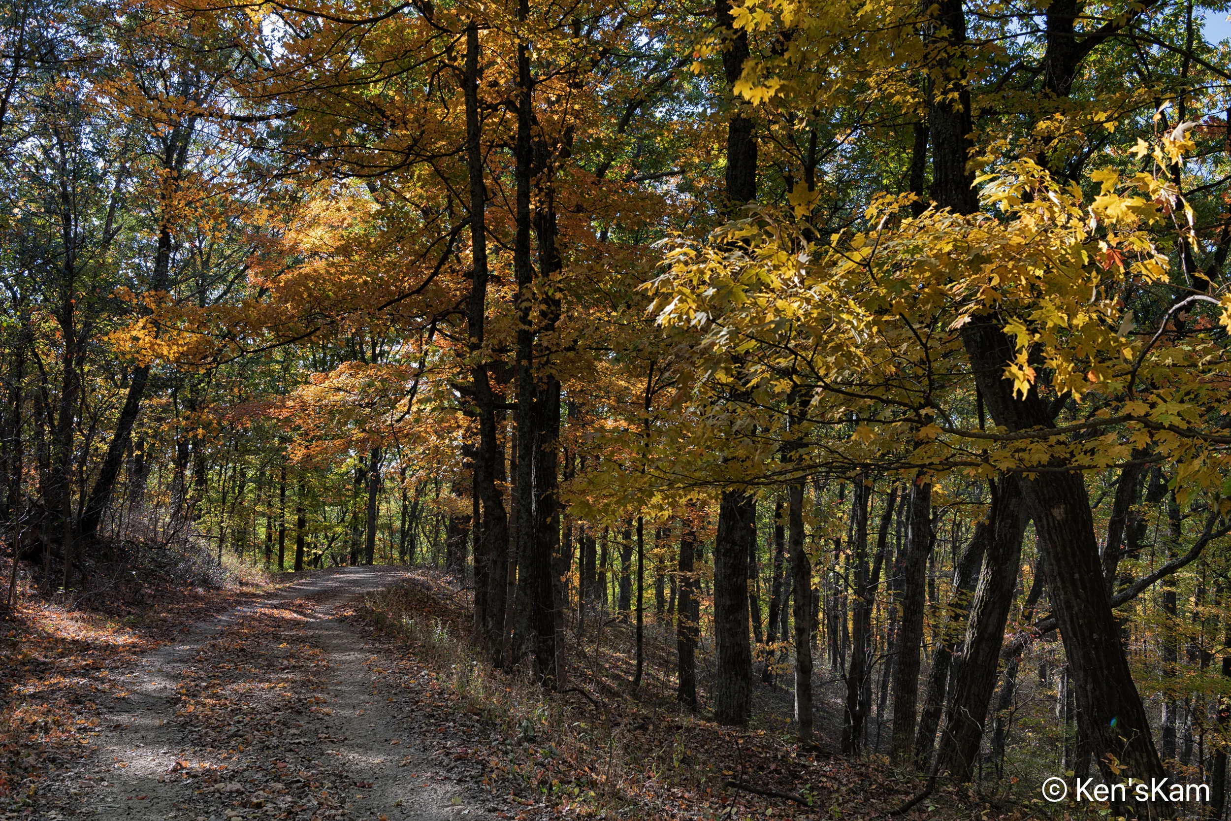 Indiana Fall 2024 – Part 5 – A Walk in a Forest – Ken's Photography and ...