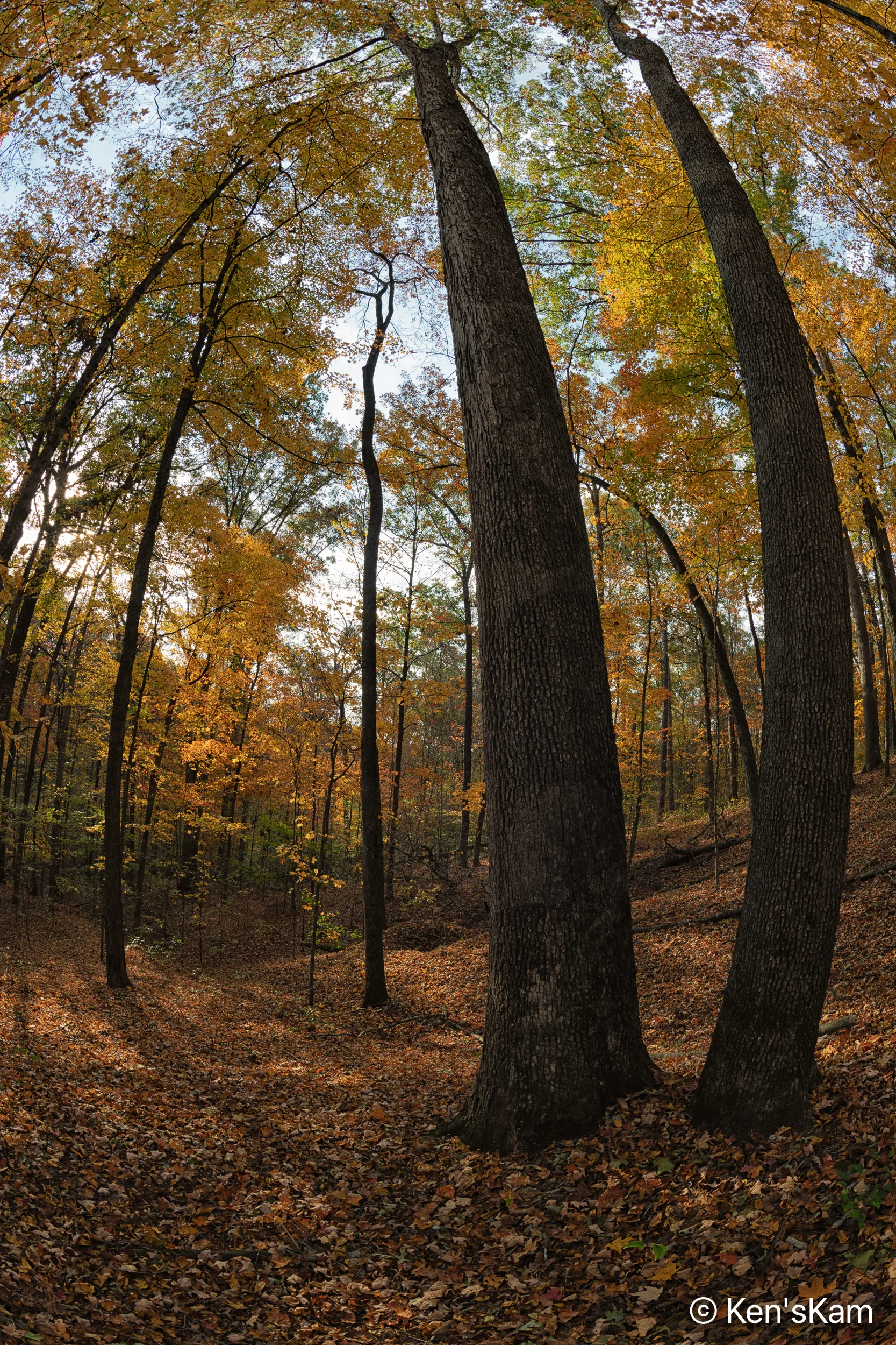 Indiana Fall 2024 – A Fish Out of Water – Part 3 – Ken's Photography ...