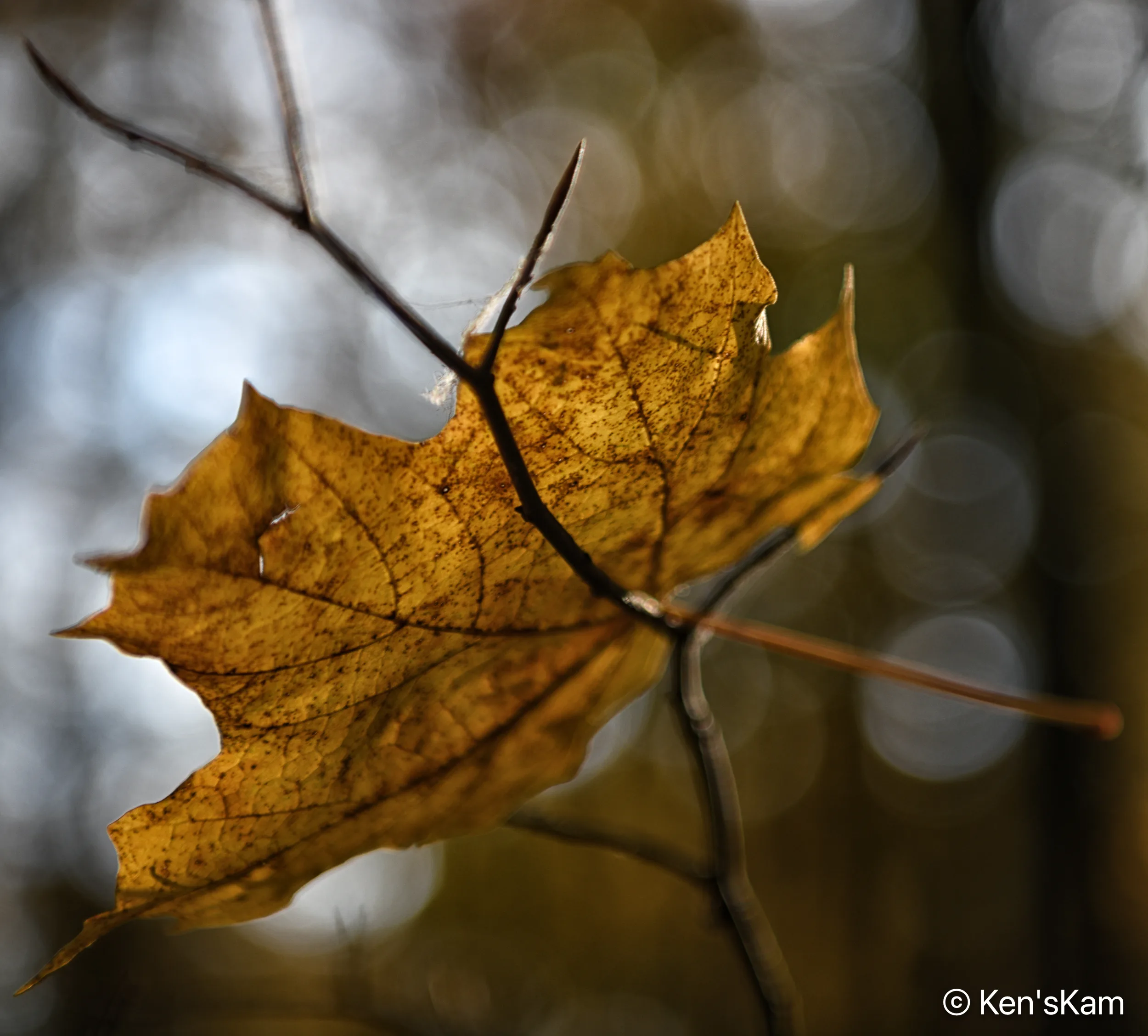 Indiana Fall 2024 – Hanging Leaves – Part 1 – Ken's Photography and ...