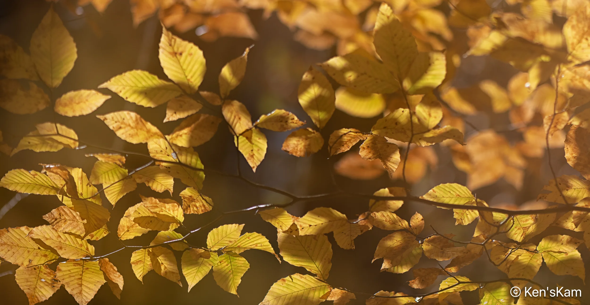 Multiple Exposure Fall – Part 4 – Ken's Photography and Travel Blog