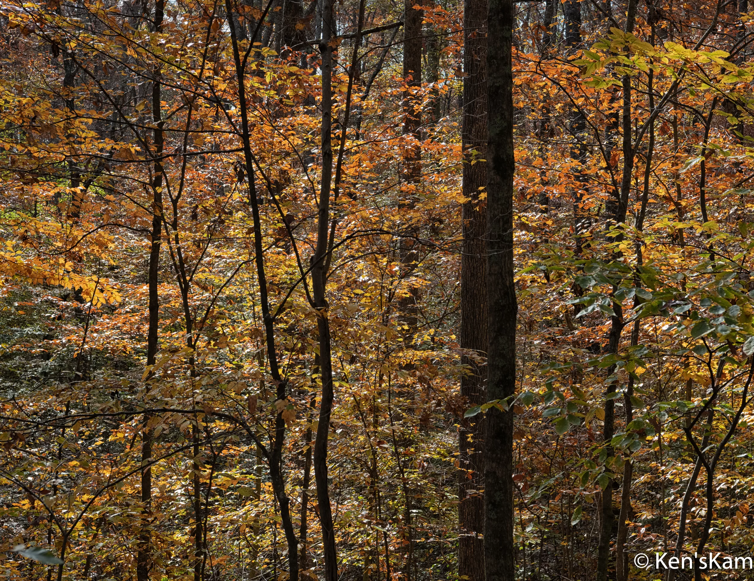 Indiana Fall 2023, Part 11 – Backroads and Forest – Ken's Photography ...
