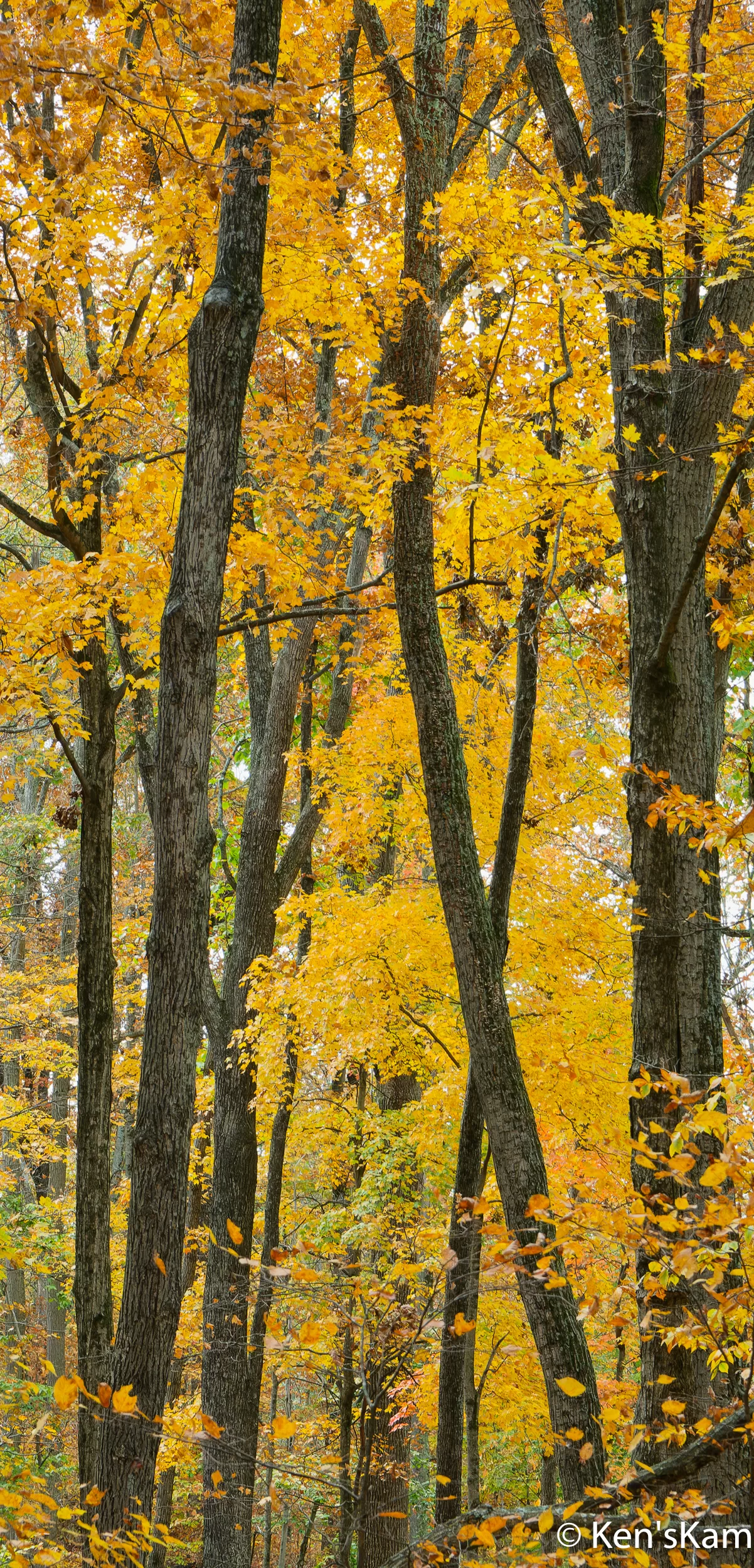 Indiana Fall 2023, Part 14 – Backroads and Forest – Ken's Photography ...