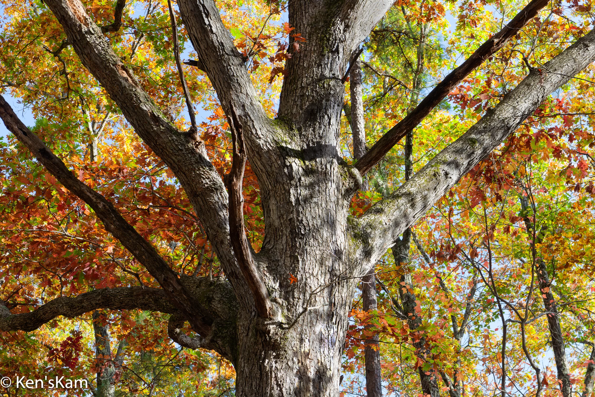 Indiana Fall 2023, Part 16 – Backroads and Forest – Ken's Photography ...