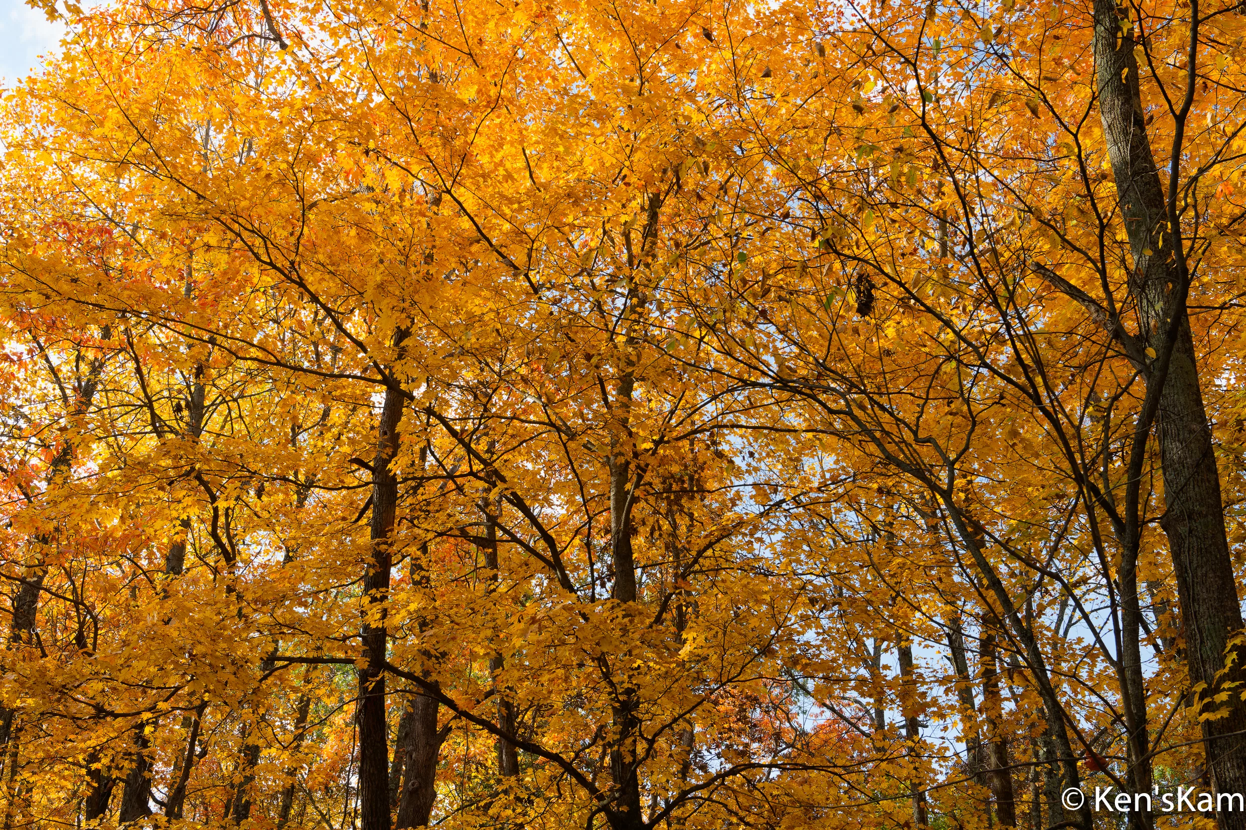 Indiana Fall 2023, Part 17- Backroads and Forest – Ken's Photography ...