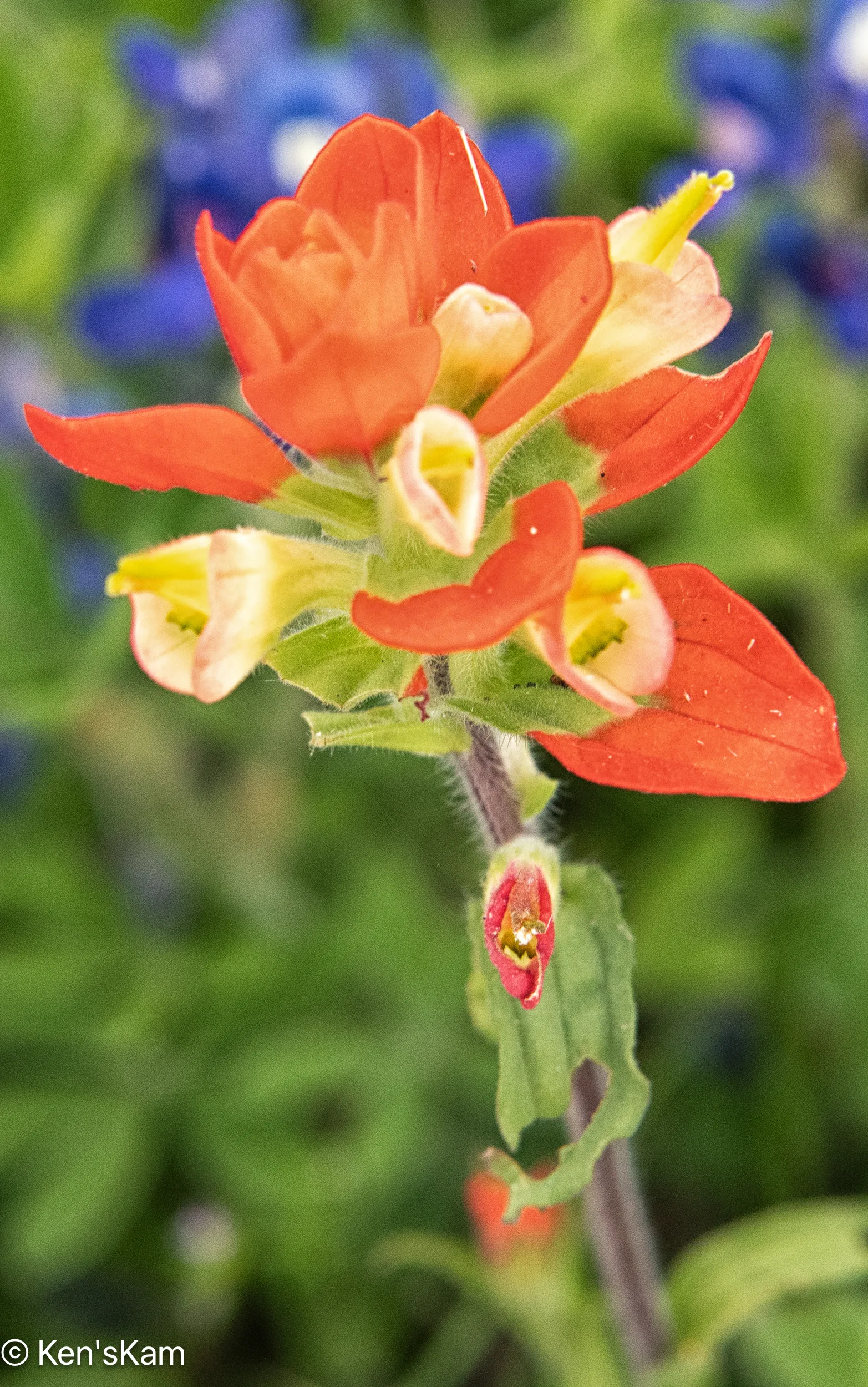 Texas Wildflower Spring, April 2024, Part 1 – Ken's Photography and ...